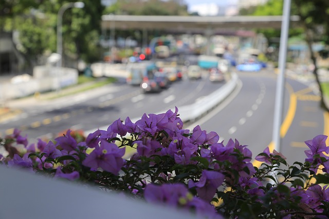 Bunga Ungu Singapura Lalu - Foto gratis di Pixabay - Pixabay