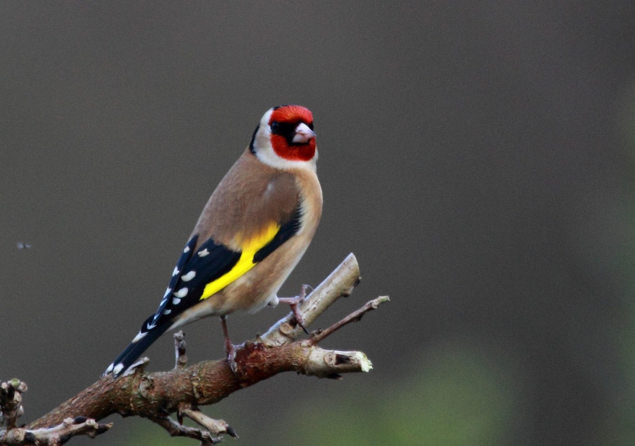 Finch Gold Feathers - Free photo on Pixabay - Pixabay