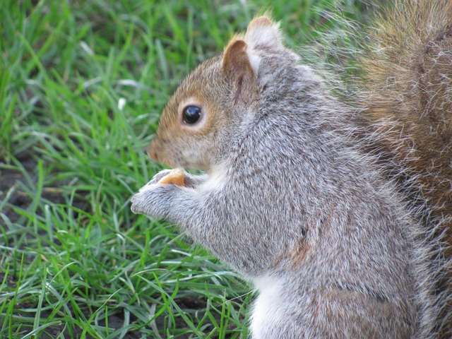 Naturaleza Ardilla Victoria Parque - Foto gratis en Pixabay - Pixabay