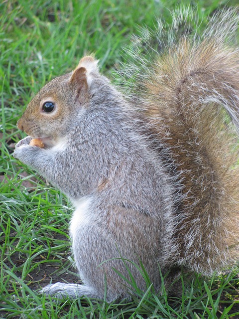 Naturaleza Ardilla Victoria Parque - Foto gratis en Pixabay - Pixabay