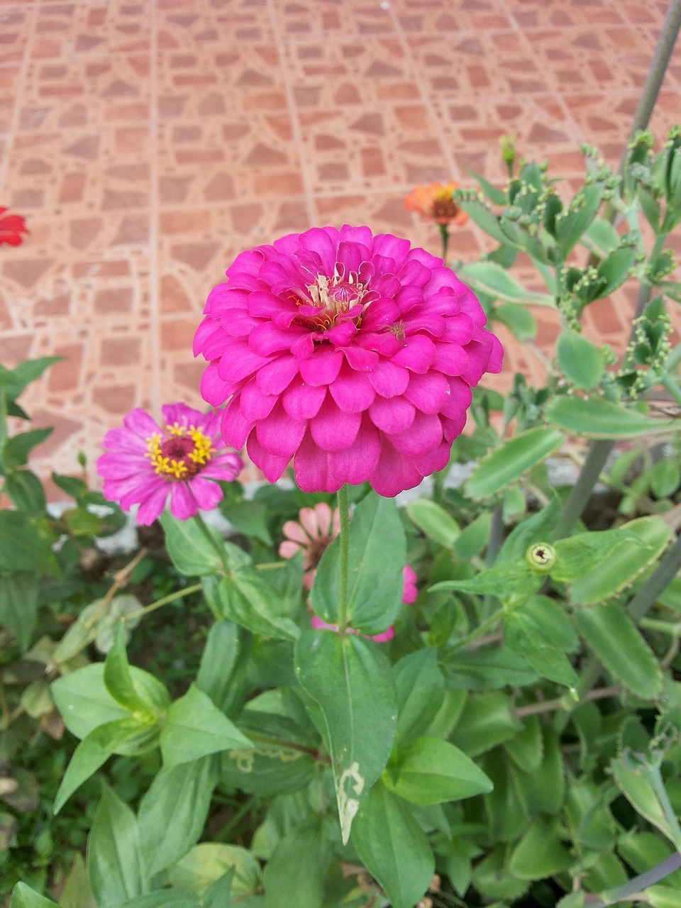 Blume Natur - Kostenloses Foto auf Pixabay