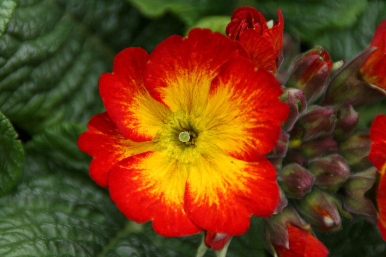 Fleur Le Printemps Pétales - Photo gratuite sur Pixabay - Pixabay