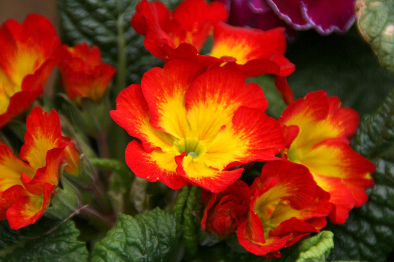 Fleur Le Printemps Pétales - Photo gratuite sur Pixabay - Pixabay