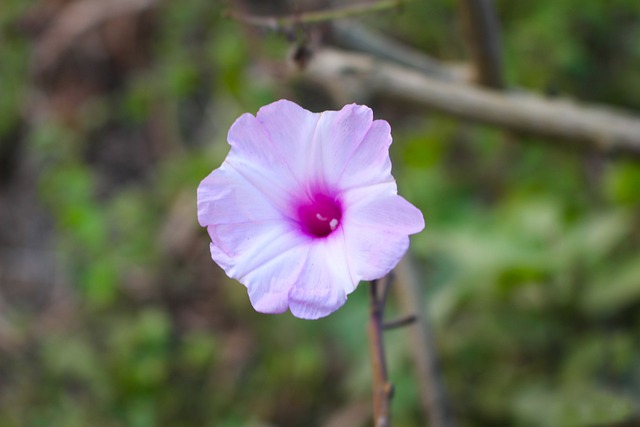 Flower Nature Floral - Free photo on Pixabay