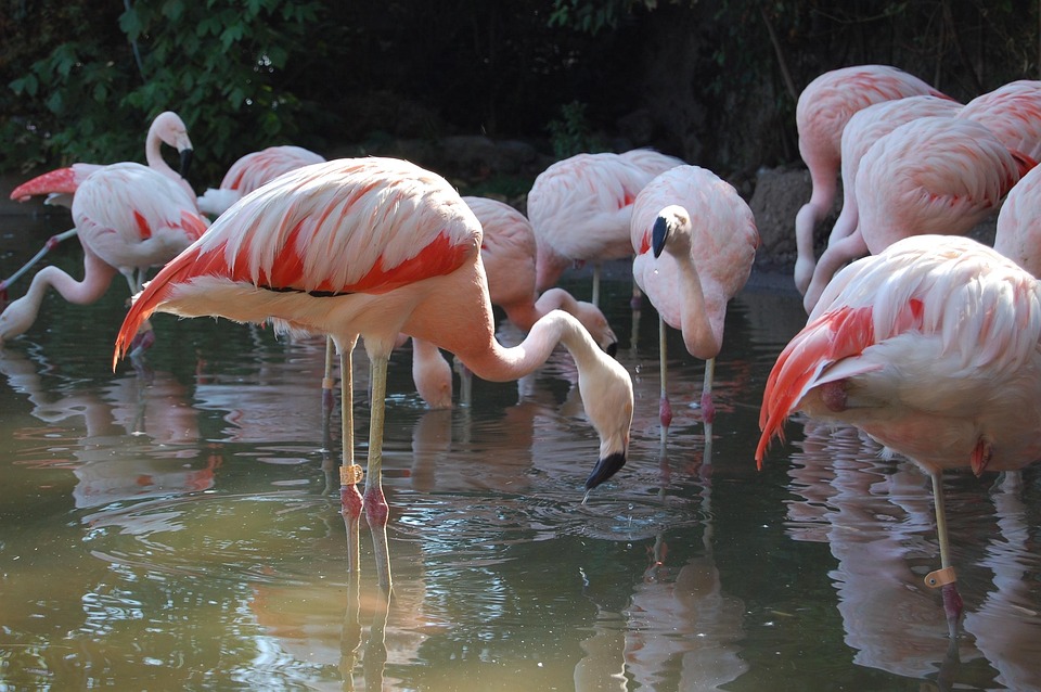 Flamants Roses Zoo Animaux - Photo gratuite sur Pixabay - Pixabay