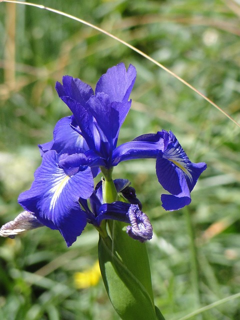 Iris Naturaleza Azul - Foto gratis en Pixabay - Pixabay