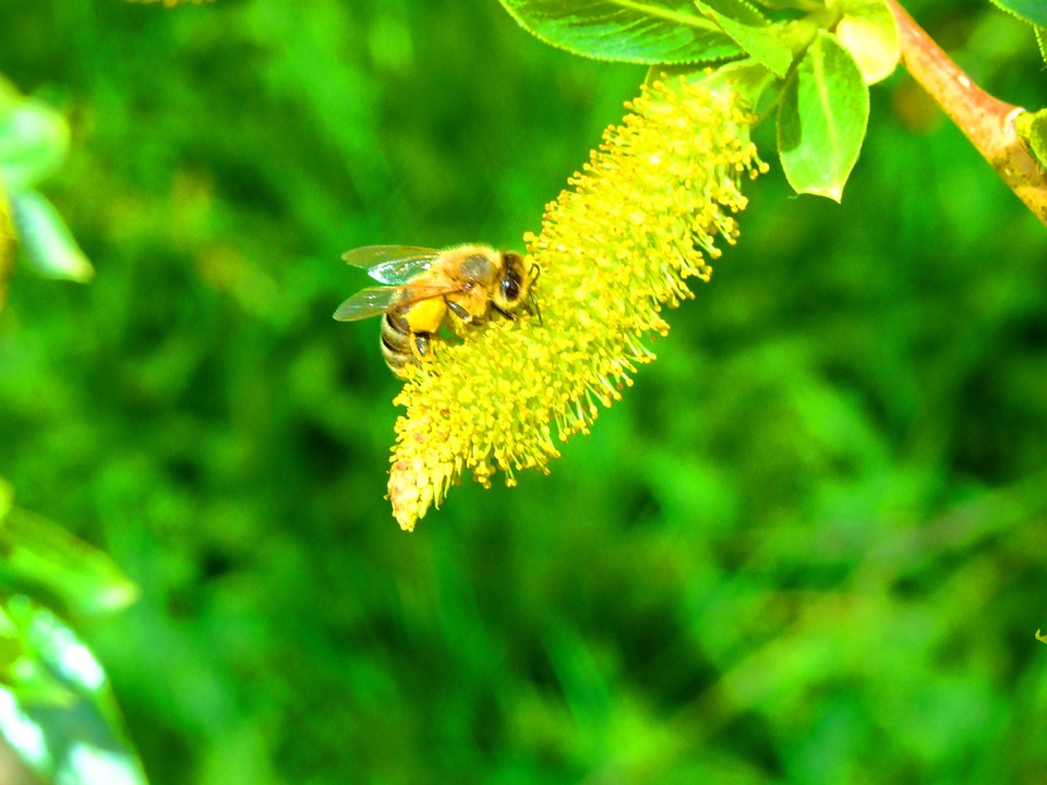 Bee Spring Pasture - Free photo on Pixabay - Pixabay