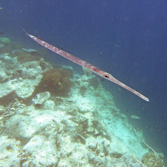 Stabfisch Malediven Meer - Kostenloses Foto auf Pixabay - Pixabay