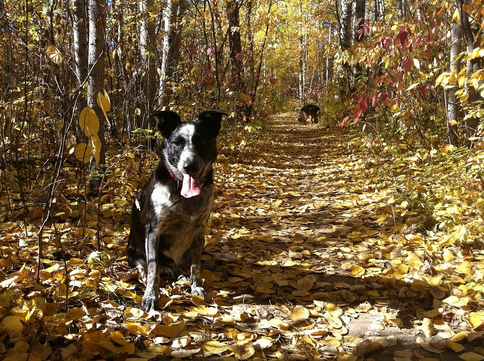 Fall Autumn Dog - Free photo on Pixabay - Pixabay