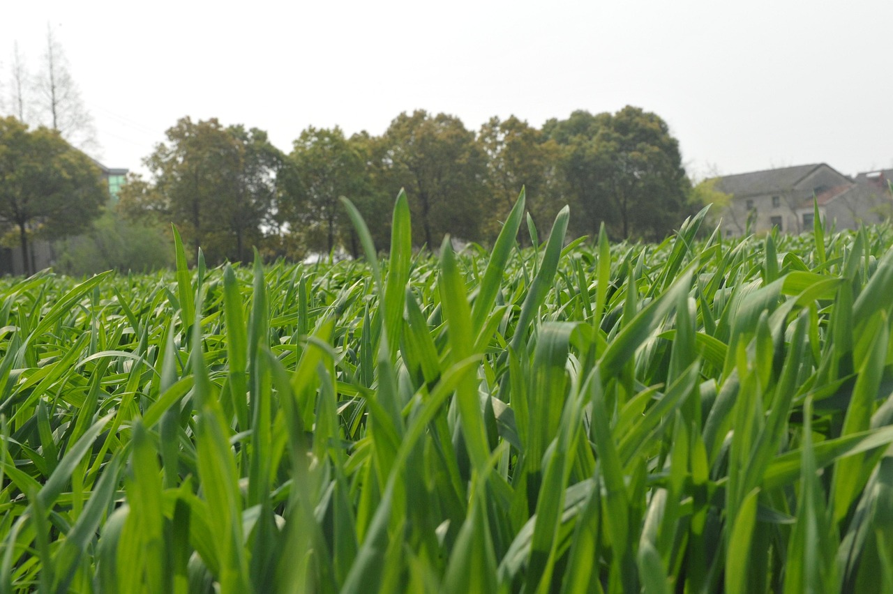 超过 2 张关于“Barley+Wheat”和“故乡”的免费图片 - Pixabay