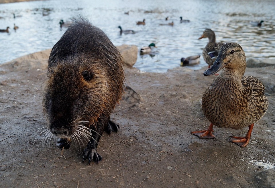Nutria Duck Pond - Free photo on Pixabay