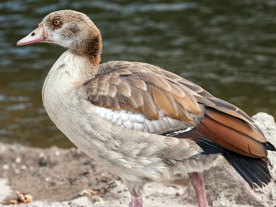Wild Nilgans Widgans - Kostenloses Foto auf Pixabay - Pixabay