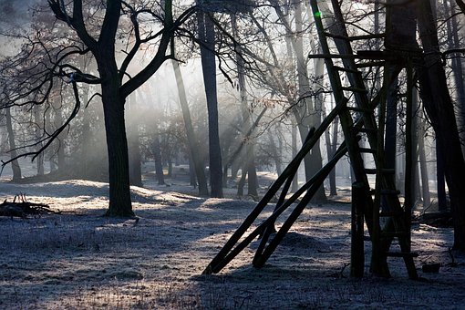 Forest Light Mood - Free photo on Pixabay