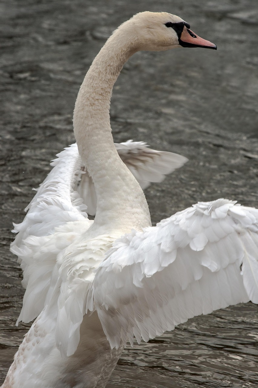 Swan Animals Wing Flapping Its - Free photo on Pixabay