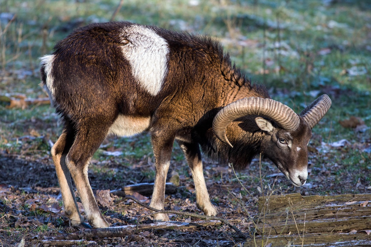 Capricorn Wild - Free photo on Pixabay - Pixabay