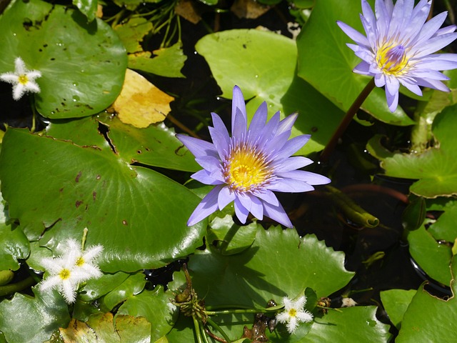 Flores Bali Bandeja De - Foto gratis en Pixabay - Pixabay