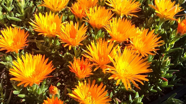 Flores Amarillo Naturaleza - Foto gratis en Pixabay - Pixabay