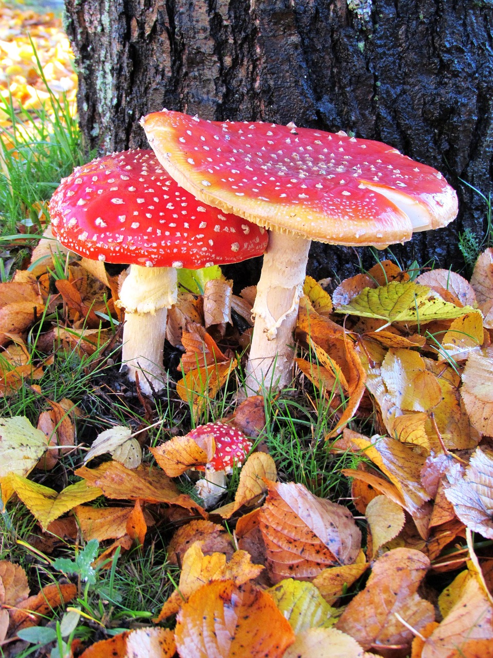 Mushroom Poisonous Red Fly Agaric - Free photo on Pixabay - Pixabay