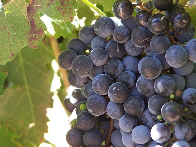 Uva Fruta Comida - Foto gratuita no Pixabay - Pixabay
