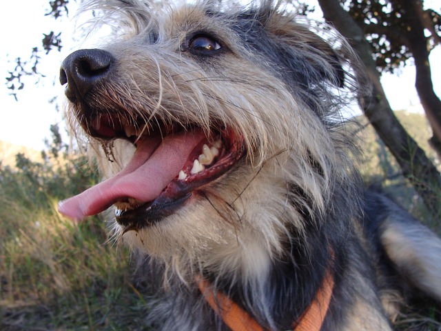Shepherd Dog Pets - Free photo on Pixabay - Pixabay