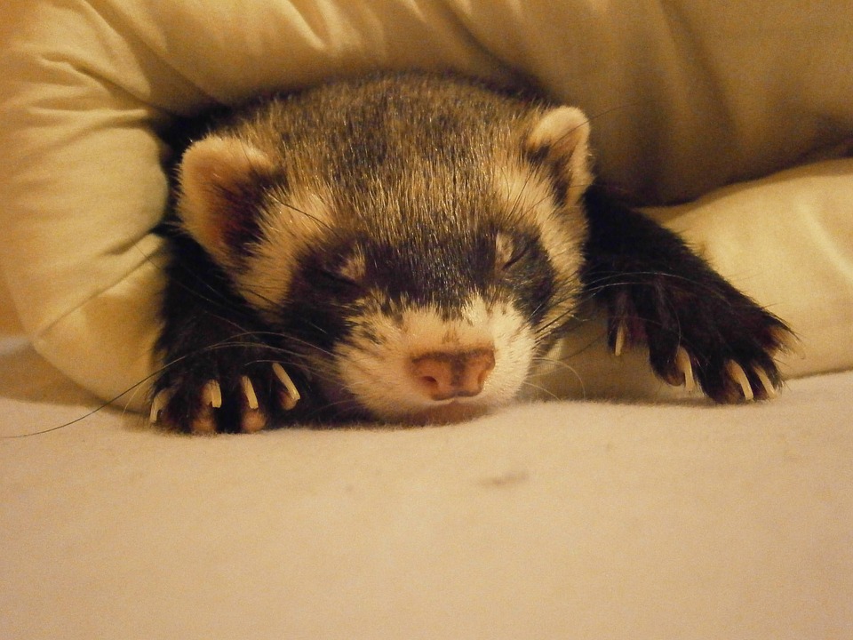 Furet Relaxer - Photo gratuite sur Pixabay - Pixabay