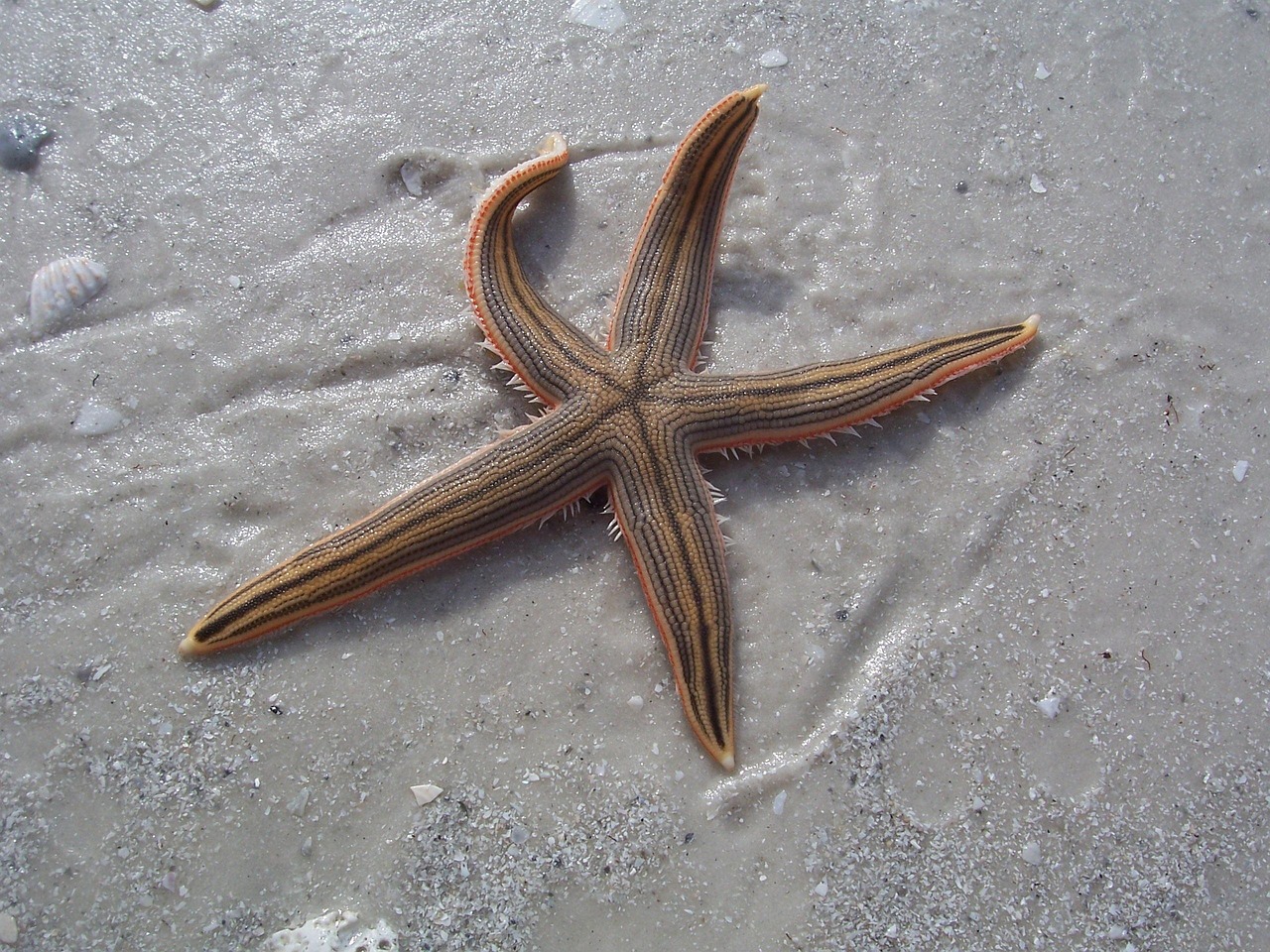 Meer dan 800 gratis afbeeldingen van Zeester en Natuur - Pixabay