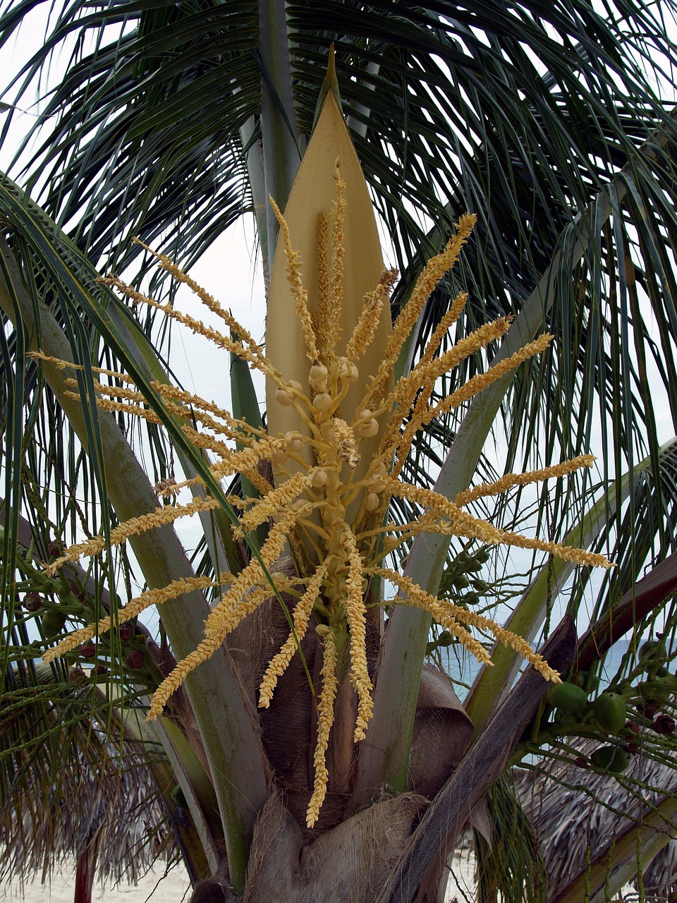 Palma Florescer Coco - Foto gratuita no Pixabay - Pixabay