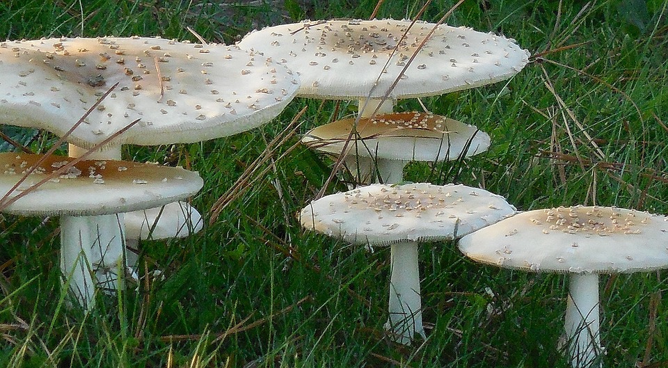 Mushroom Fungi Nature - Free photo on Pixabay