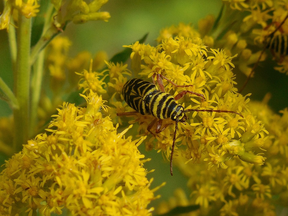 Insect Bug Beetle - Free photo on Pixabay