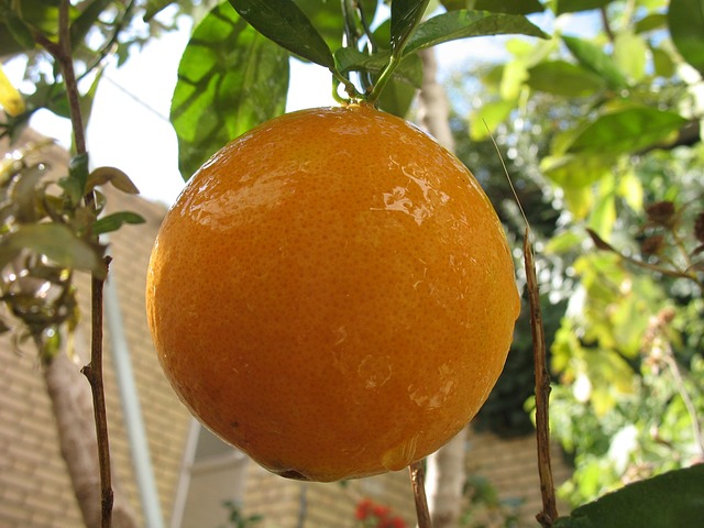 Frutas Naturaleza Naranja - Foto gratis en Pixabay