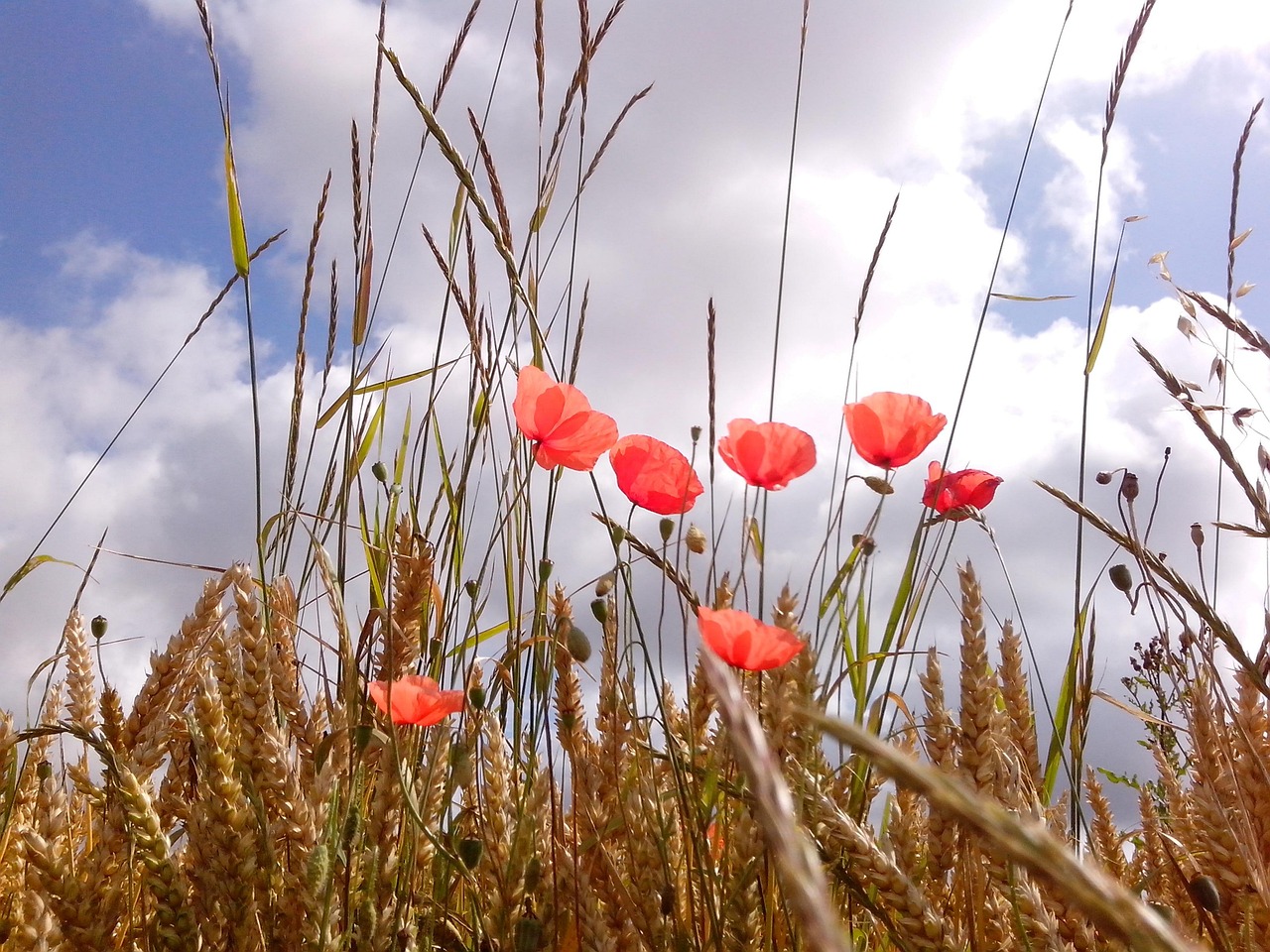 Poppies Meadow Nature - Free photo on Pixabay - Pixabay