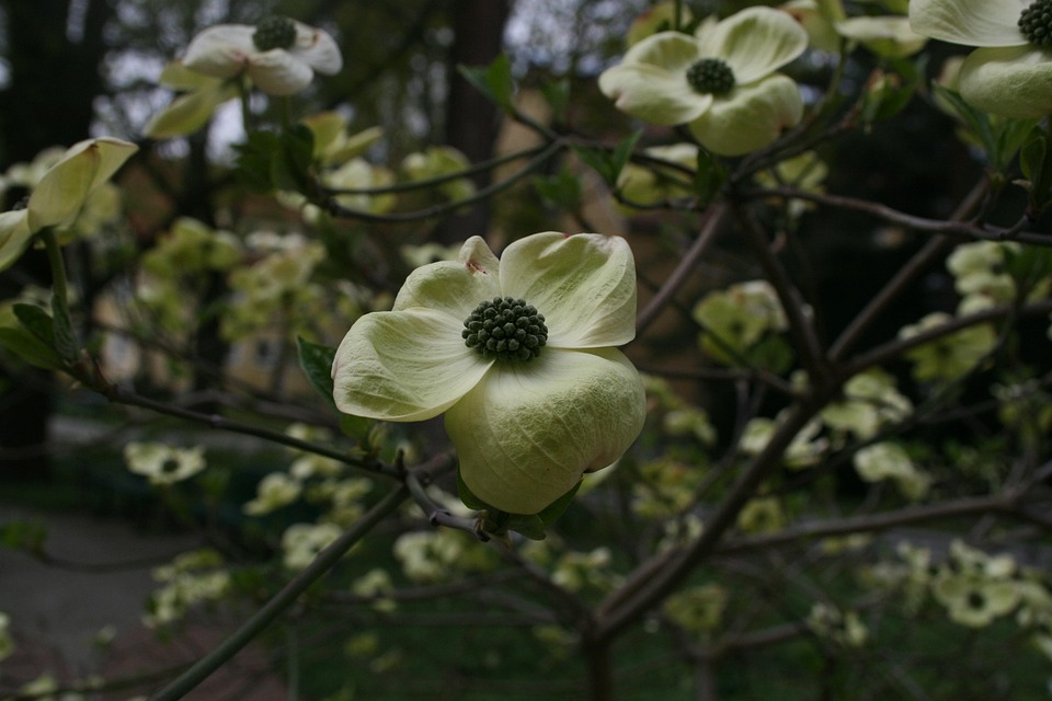 Blossom Bloom Plant - Free photo on Pixabay