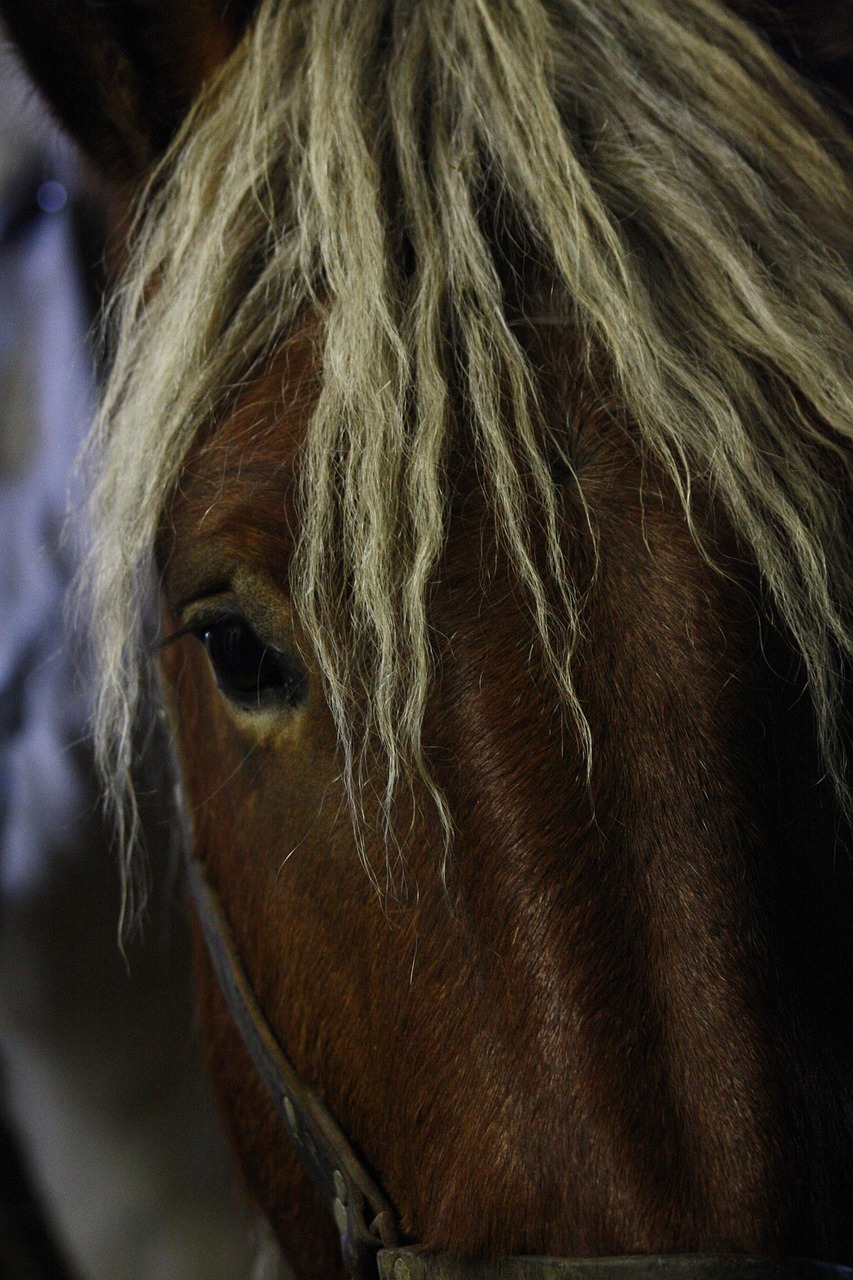 Cheval Oeil Tête De Gros - Photo gratuite sur Pixabay - Pixabay