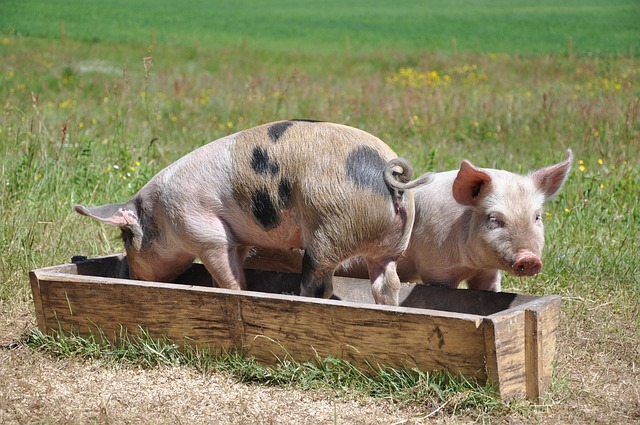 200+ Free Swine & Pig Images - Pixabay