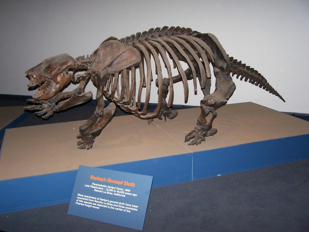 Museo Modelo Paleontología - Foto gratis en Pixabay - Pixabay