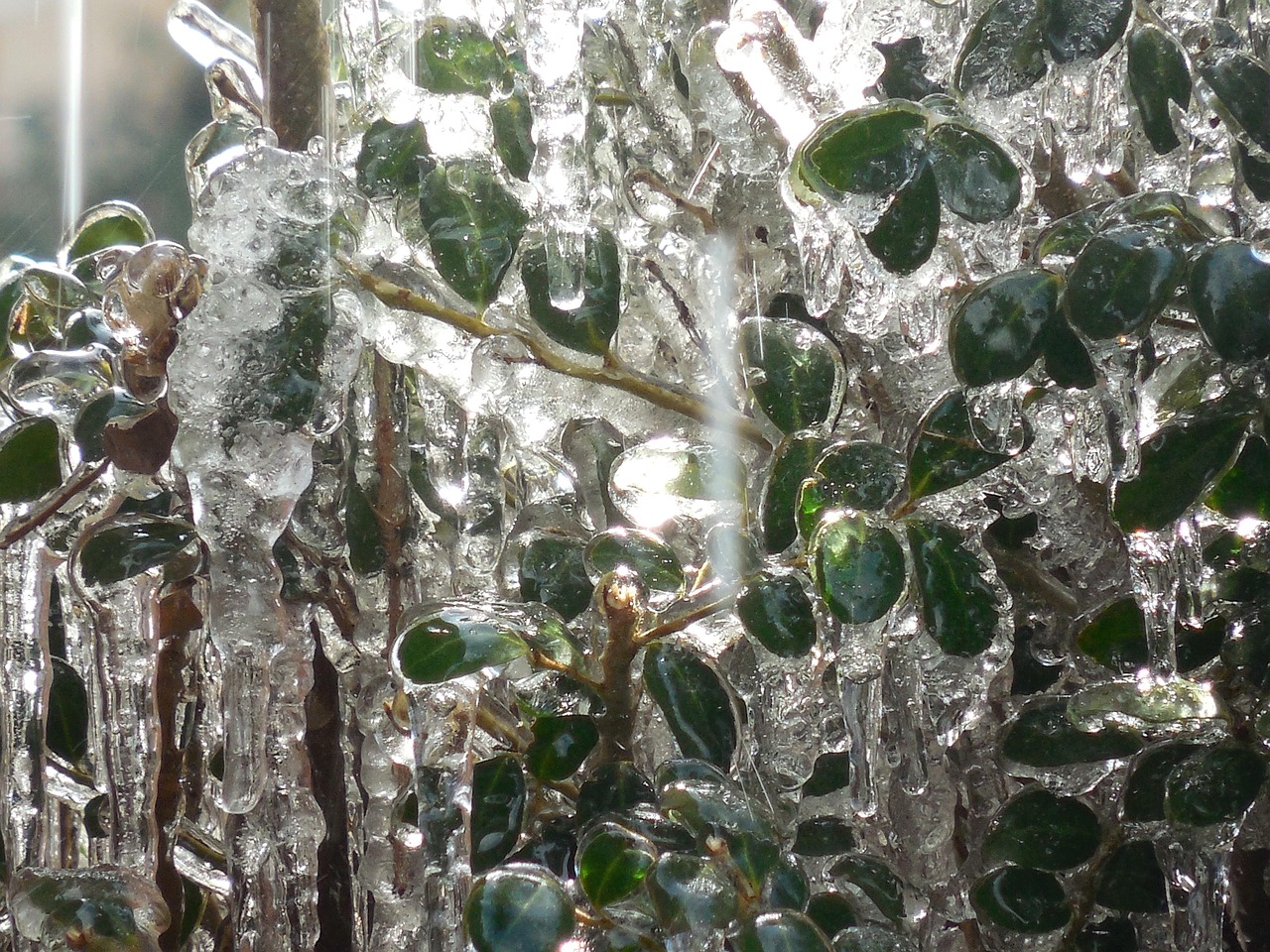 40+ Free Frozen Dripping & Ice Images - Pixabay