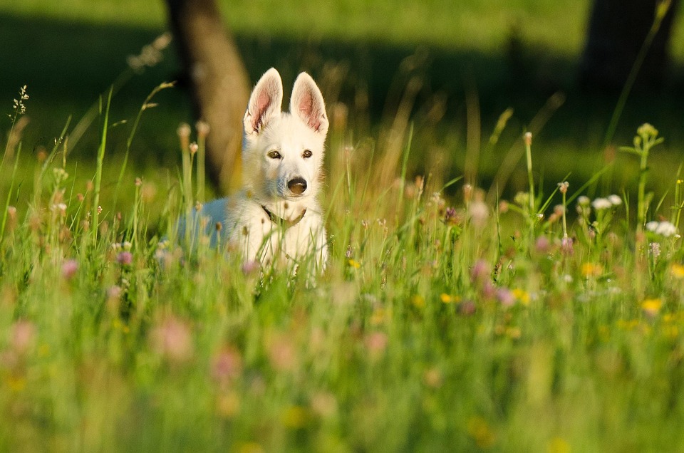 Schäfer Hund Vit Herde Valp Djur - Gratis foto på Pixabay Schäfer Hund Vit Herde Valp Djur - Gratis foto på Pixabay