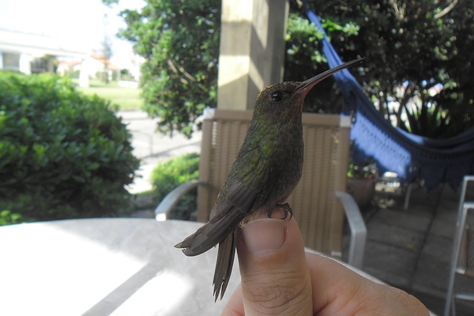 Hummingbird Hands - Free photo on Pixabay - Pixabay