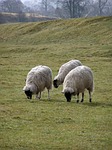 2 Sheep-walk Synonyms. Similar words for Sheep-walk.