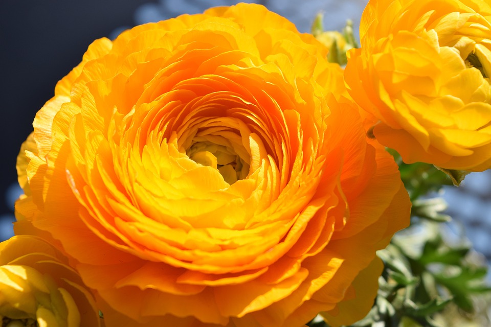 Flower Ranunculus - Free photo on Pixabay