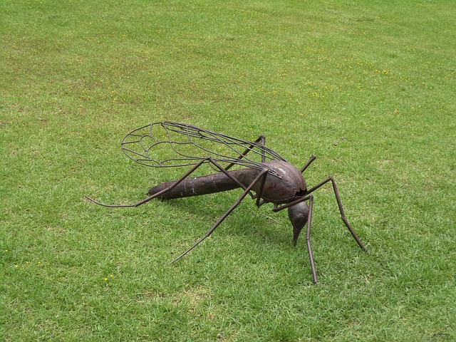 Mosquito Insecto Escarabajo - Foto gratis en Pixabay - Pixabay