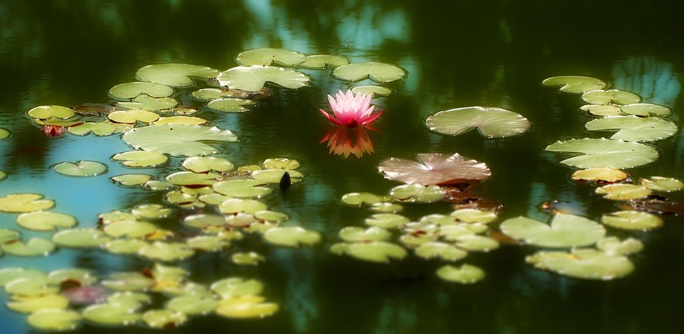 1,000+ Free Lily Pad & Pond Images