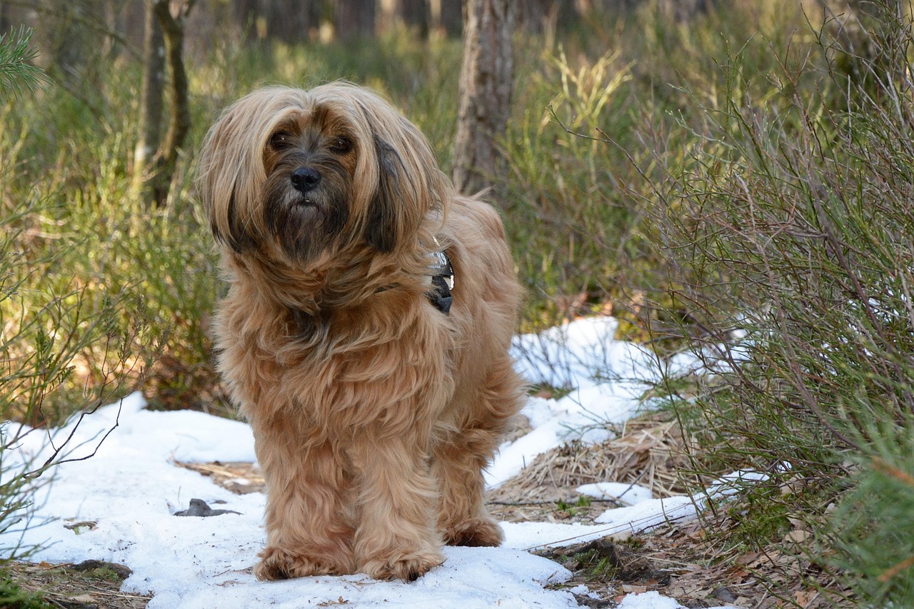 Nature Dog Leisure Time - Free photo on Pixabay