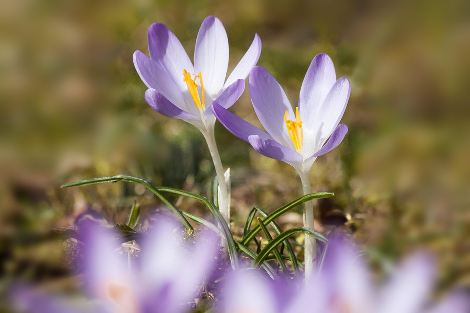 Spring Crocus Sword Lily Family - Free photo on Pixabay