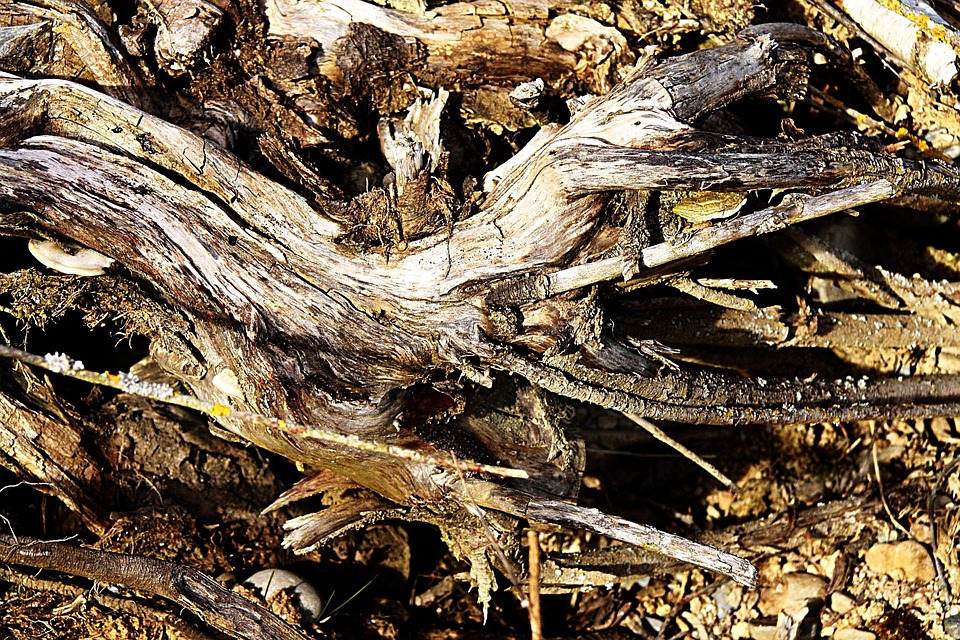Madera Naturaleza Seca - Foto gratis en Pixabay - Pixabay