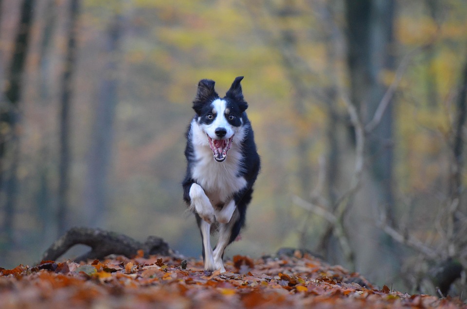 Autumn Dog Running - Free photo on Pixabay