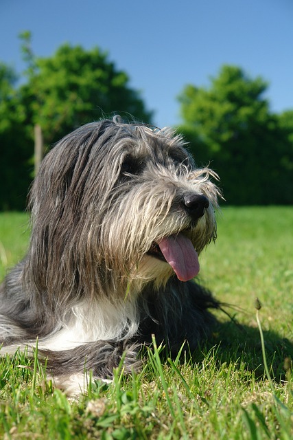 Bearded Colly Female Dog - Free photo on Pixabay