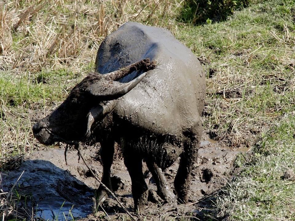 Vattenbuffel Djur Buffel - Gratis foto på Pixabay - Pixabay