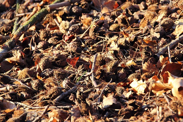 Bucheckern Buche Waldboden - Kostenloses Foto auf Pixabay - Pixabay