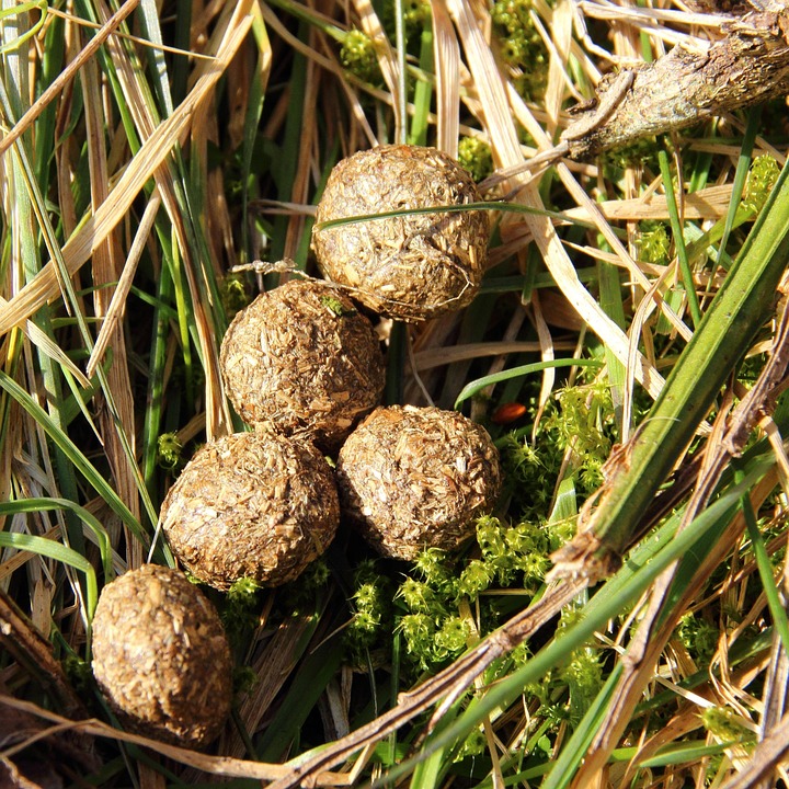 Solution Animal Excrement - Free photo on Pixabay - Pixabay